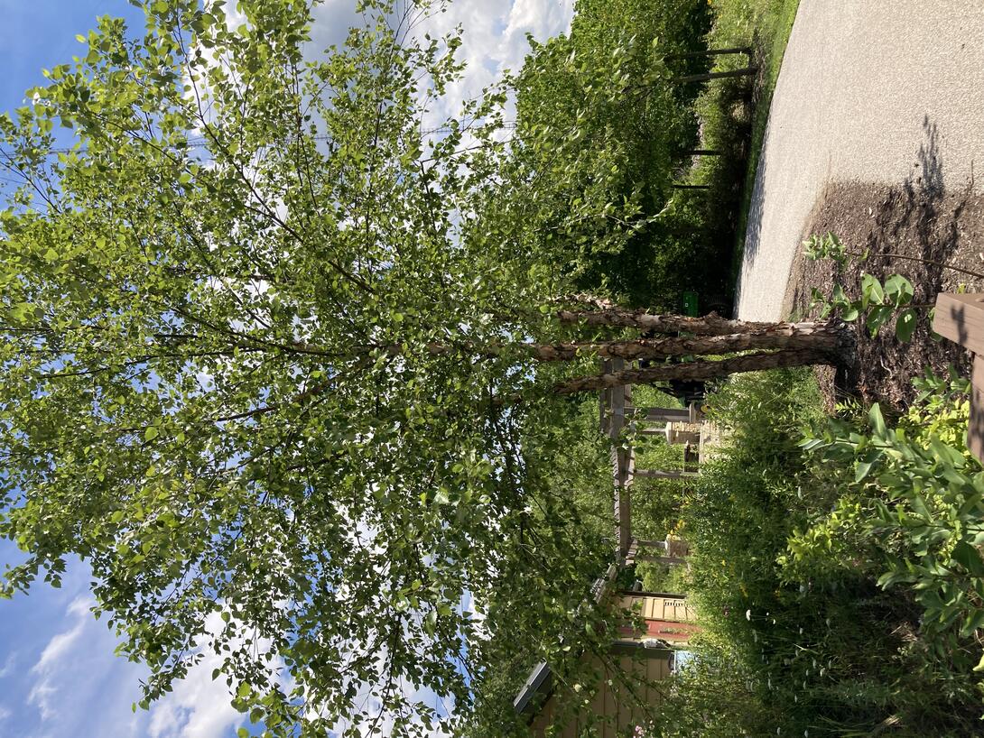 River Birch | CMP Tree Selection Tool